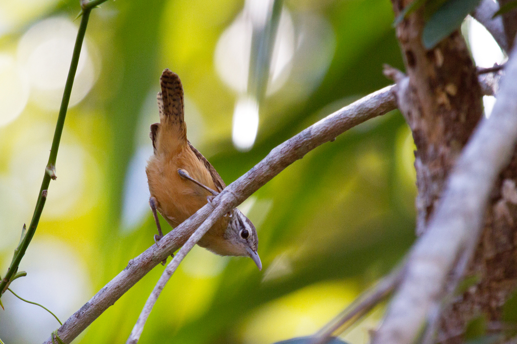 Foto garrincha-do-oeste (Cantorchilus guarayanus) Por Celuta Machado ...