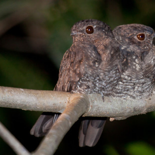 bacurau-de-cauda-barrada (Nyctiprogne leucopyga) | WikiAves - A ...