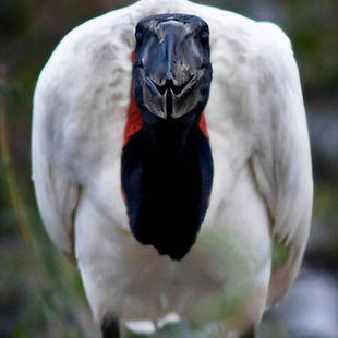 tuiuiú (Jabiru mycteria) | WikiAves - A Enciclopédia das Aves do Brasil