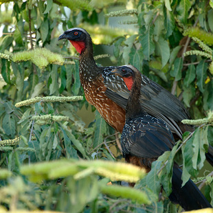 jacu-de-barriga-castanha (Penelope ochrogaster) | WikiAves - A ...