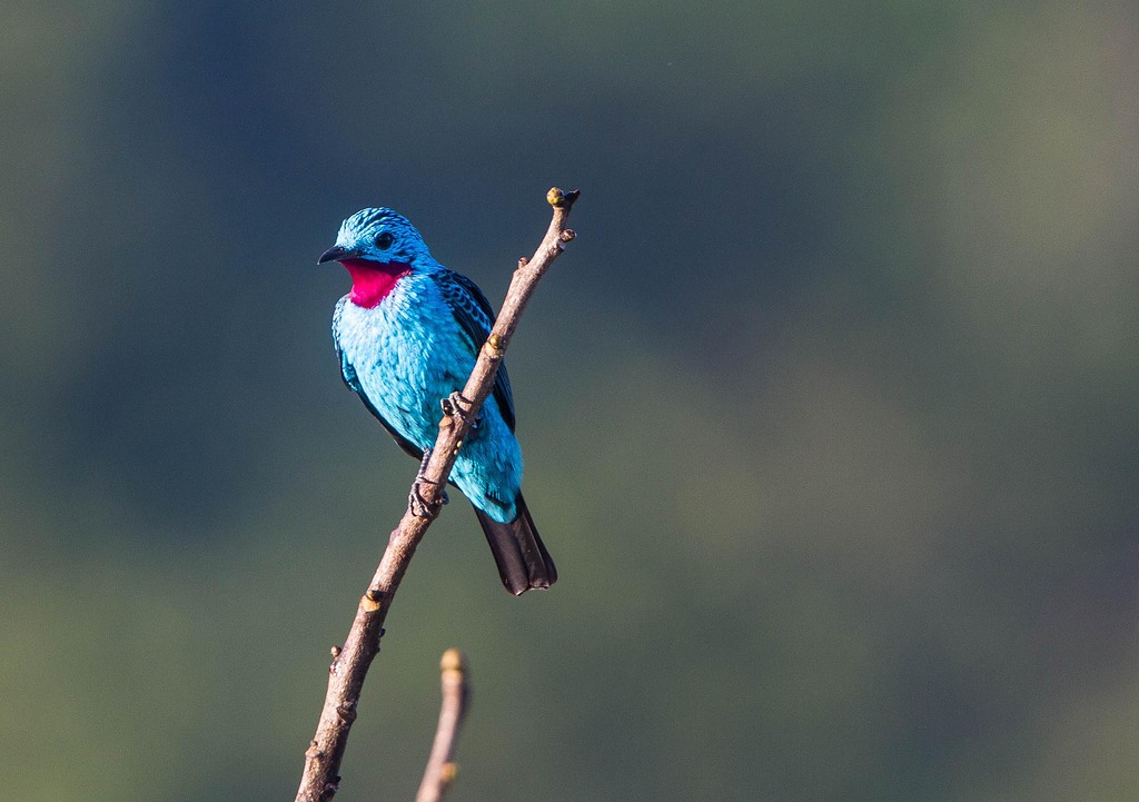 Foto anambé-azul (Cotinga cayana) Por Eduardo Fonseca | Wiki Aves - A ...