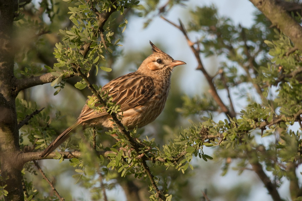 Foto corredor-crestudo (Coryphistera alaudina) Por Guto Balieiro | Wiki ...