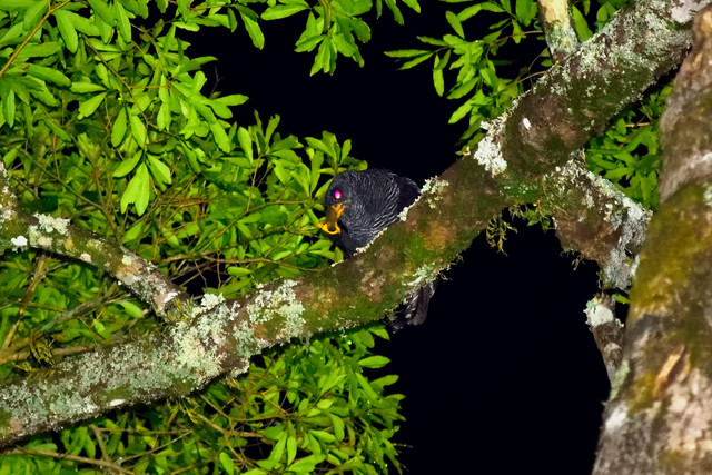 Foto coruja-preta (Strix huhula) Por Daniel Violin | Wiki Aves - A ...