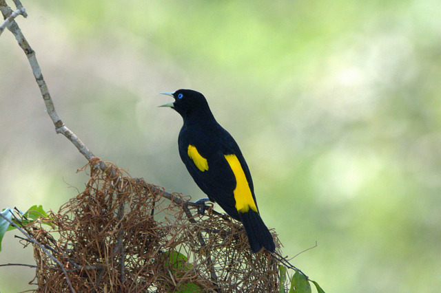 Foto xexéu (Cacicus cela) Por Nina Wenóli | Wiki Aves - A Enciclopédia ...