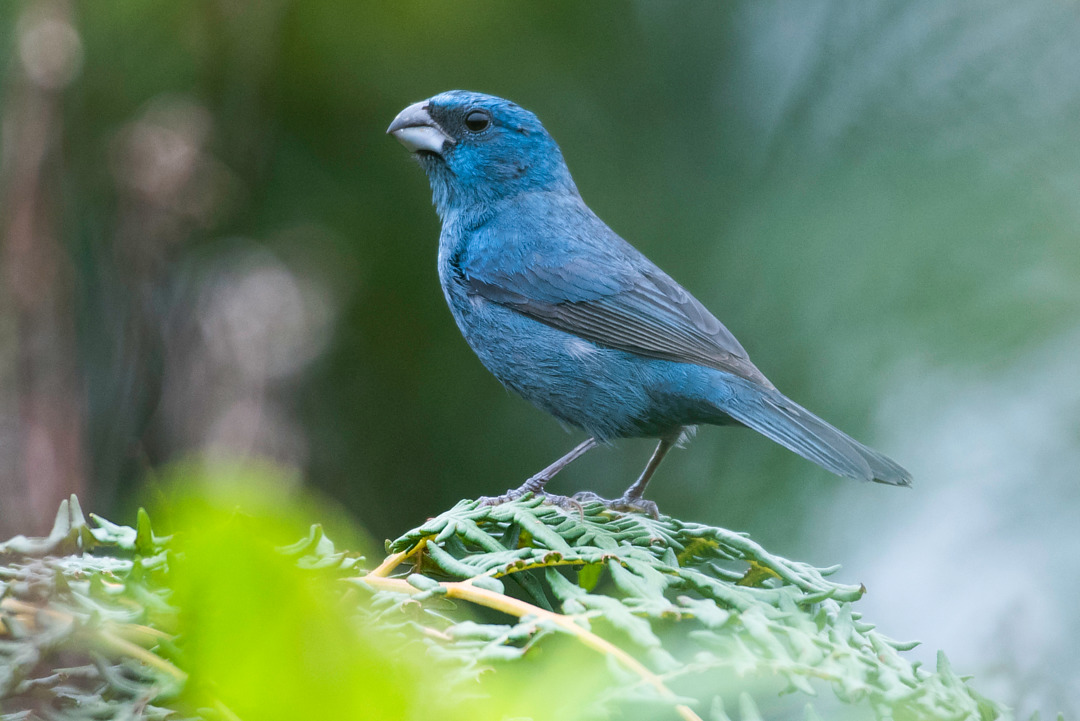 Foto azulinho (Cyanoloxia glaucocaerulea) Por Fabiane Marchesini | Wiki ...