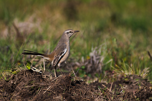 Foto calhandra-de-três-rabos (Mimus triurus) Por Charles Boufleur ...