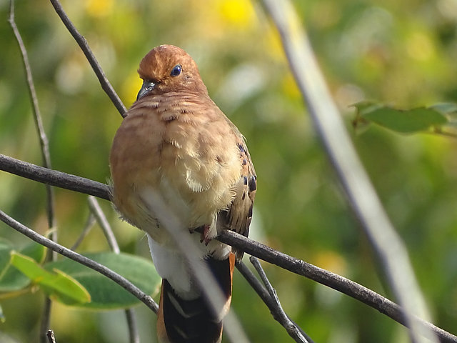 Foto rolinha-do-planalto (Columbina cyanopis) Por Edson Ribeiro Luiz ...