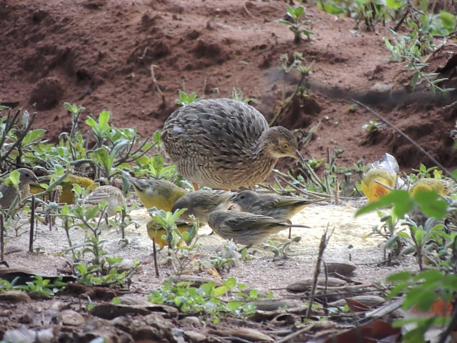 Foto codorna-amarela (Nothura maculosa) Por Nido Cafezeiro (Macaco ...
