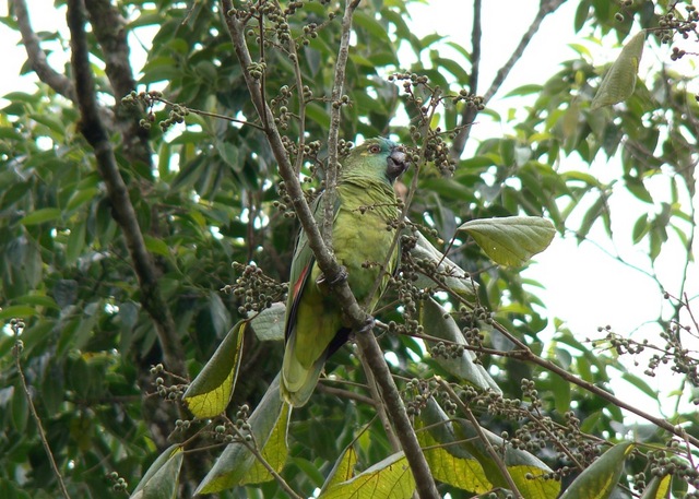 Foto papagaio-verdadeiro (Amazona aestiva) Por Zigmar Riedtmann | Wiki ...