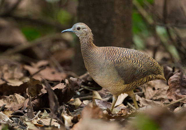 jaó (Crypturellus undulatus) | WikiAves - A Enciclopédia das Aves do Brasil