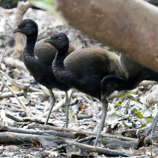 Psophiidae | WikiAves - A Enciclopédia das Aves do Brasil