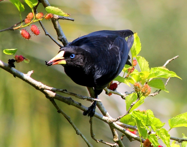 Foto guaxe (Cacicus haemorrhous) Por Elby Silva | Wiki Aves - A ...