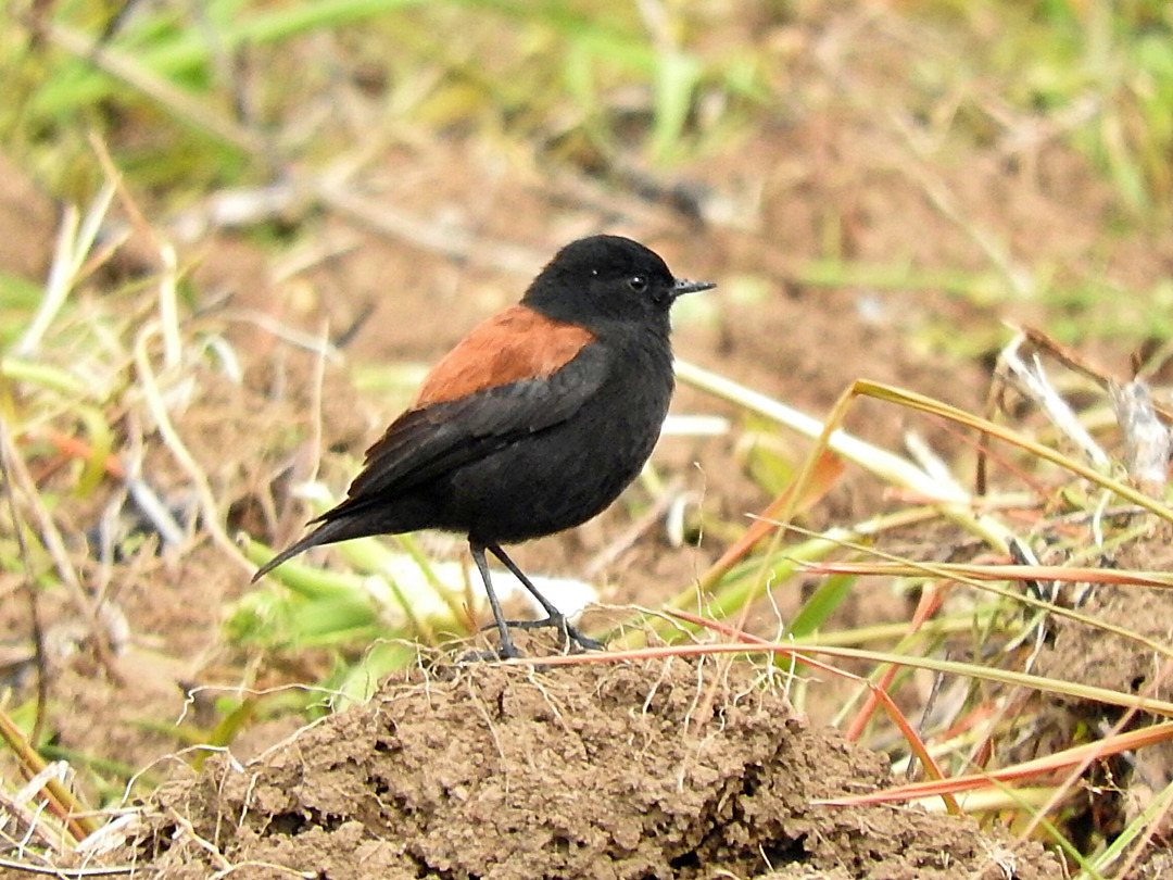Foto colegial (Lessonia rufa) Por Felipe Almansa | Wiki Aves - A ...