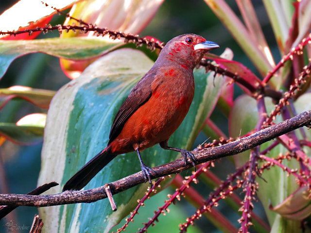 Foto tiê-sangue (Ramphocelus bresilia) Por Caroline Camargo | Wiki Aves ...