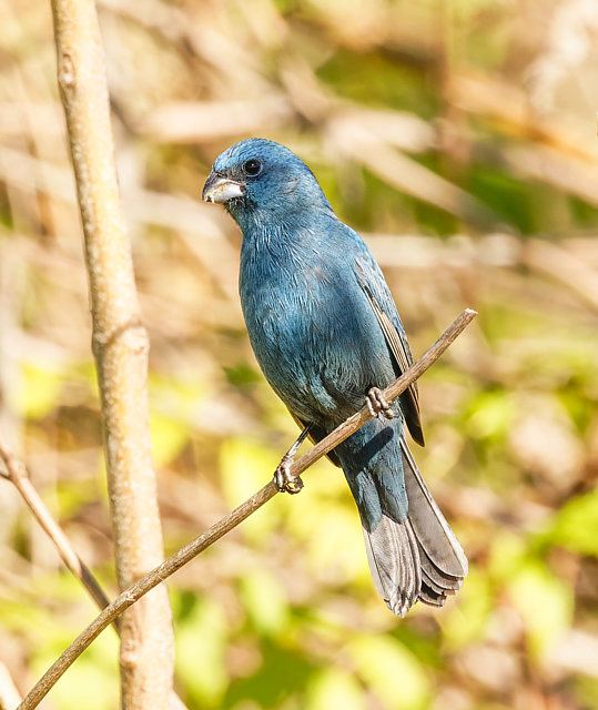 Foto azulinho (Cyanoloxia glaucocaerulea) Por Clovis Pagotto | Wiki ...