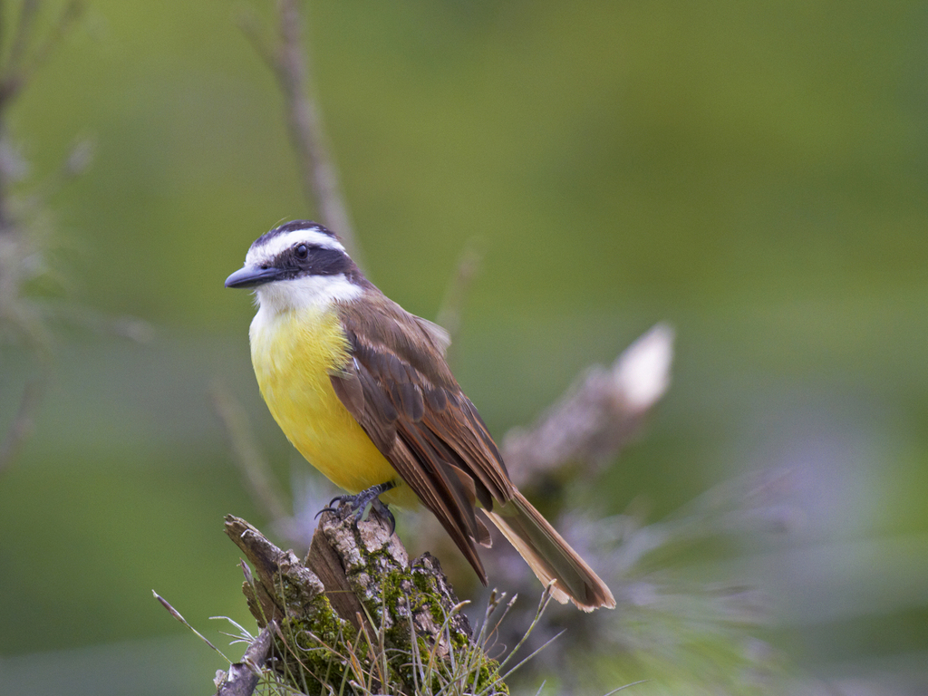 Foto bem-te-vi (Pitangus sulphuratus) Por Claudio Lopes | Wiki Aves - A ...