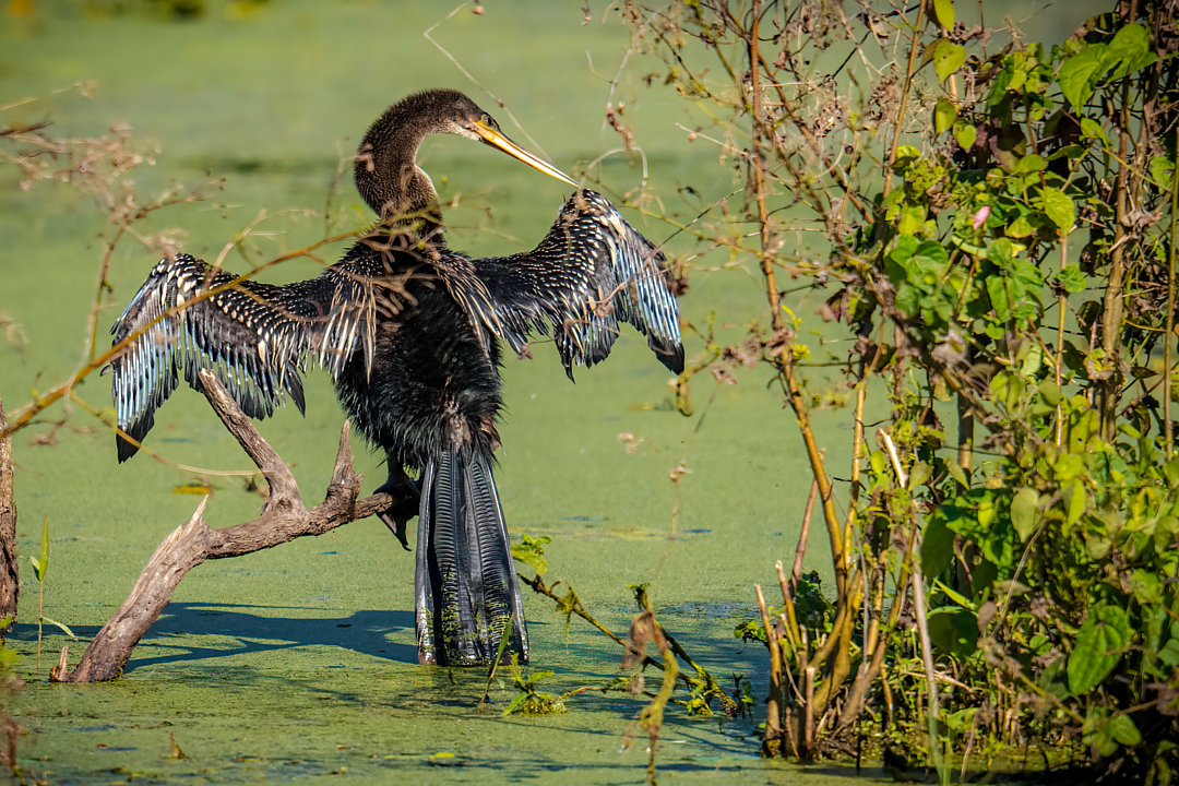 Foto biguatinga (Anhinga anhinga) Por Aisse Gaertner | Wiki Aves - A Enciclopédia das Aves do Brasil
