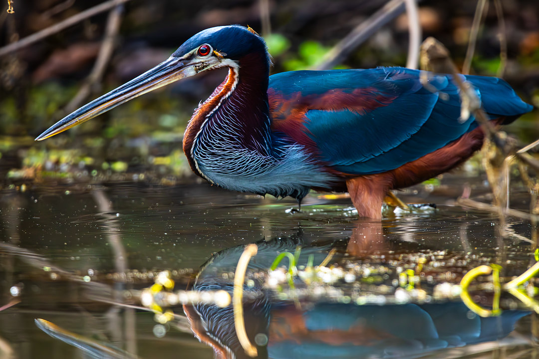 Foto garça-da-mata (Agamia agami) Por Rafael Mattos | Wiki Aves - A ...
