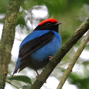 tangará (Chiroxiphia caudata) | WikiAves - A Enciclopédia das Aves do ...
