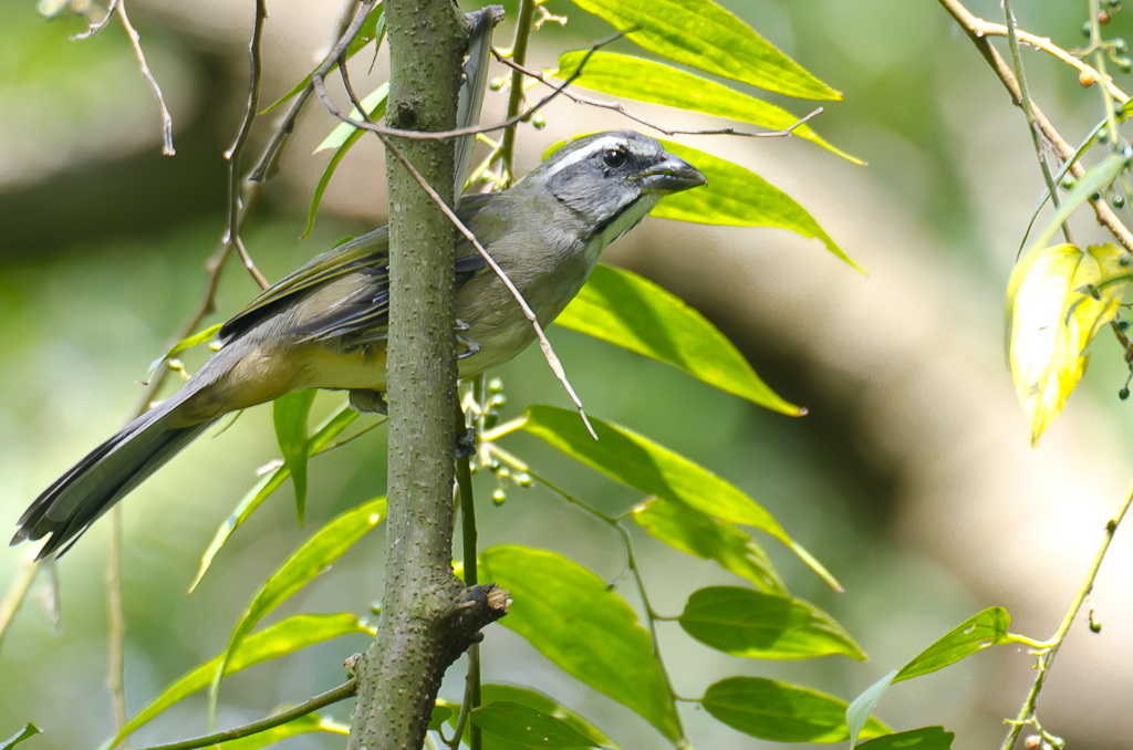 Foto trinca-ferro (Saltator similis) Por Luiz Bravo | Wiki Aves - A ...