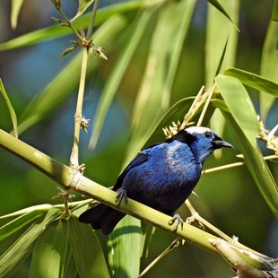 saíra-opala (Tangara callophrys) | WikiAves - A Enciclopédia das Aves ...