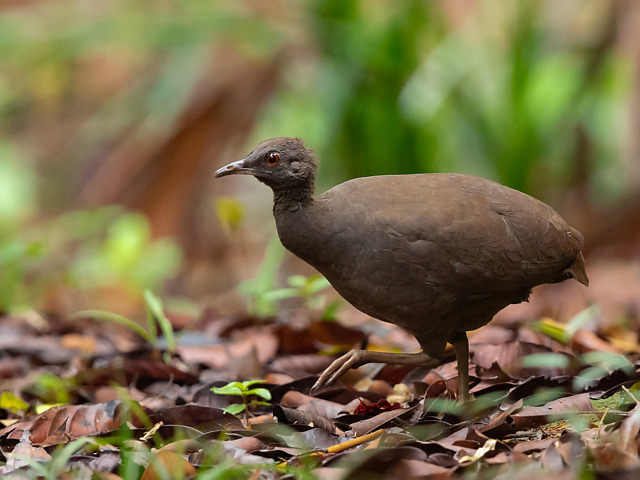 inhambu-preto (Crypturellus cinereus) | WikiAves - A Enciclopédia das ...