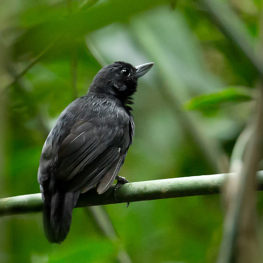 Foto choca-preta (Neoctantes niger) Por Ester Ramirez | Wiki Aves - A ...