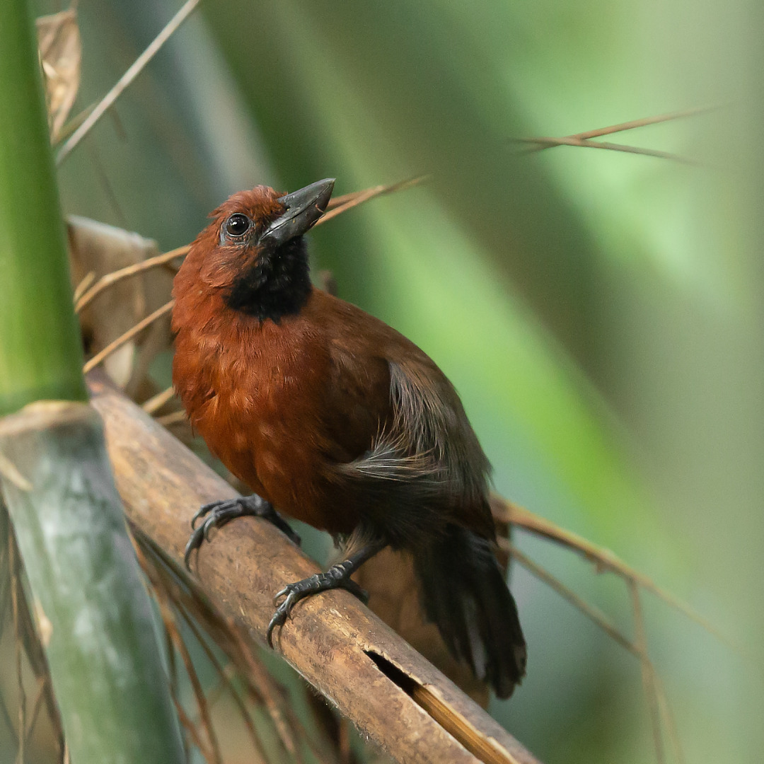Foto choca-de-garganta-preta (Clytoctantes atrogularis) Por Ester ...