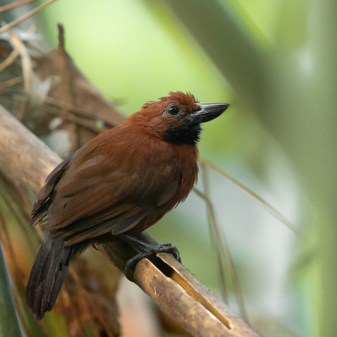 Foto choca-de-garganta-preta (Clytoctantes atrogularis) Por Ester ...