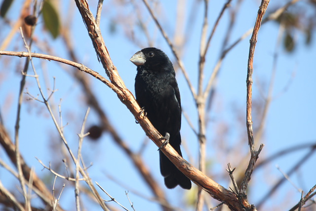 Foto bicudo (Sporophila maximiliani) Por Gustavo Malacco | Wiki Aves ...