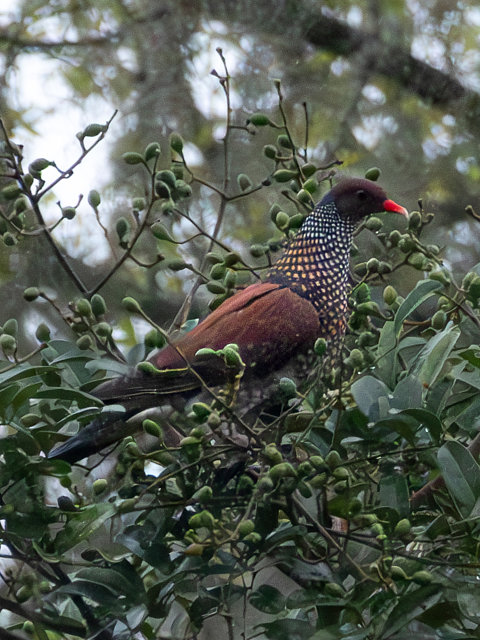 Foto pomba-trocal (Patagioenas speciosa) Por Christine Mazaracki | Wiki ...