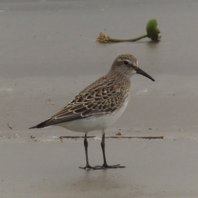 Foto maçarico-de-sobre-branco (Calidris fuscicollis) Por Ronaldo ...