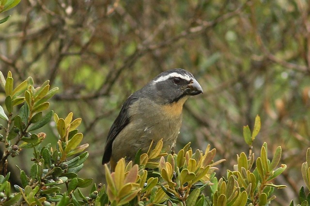 Foto bico-grosso (Saltator maxillosus) Por Thiago Carneiro | Wiki Aves ...