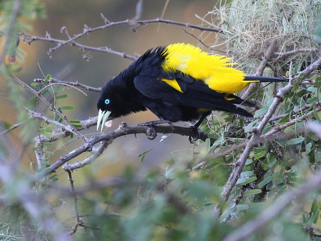 Foto xexéu (Cacicus cela) Por Marcelo Monteiro | Wiki Aves - A ...