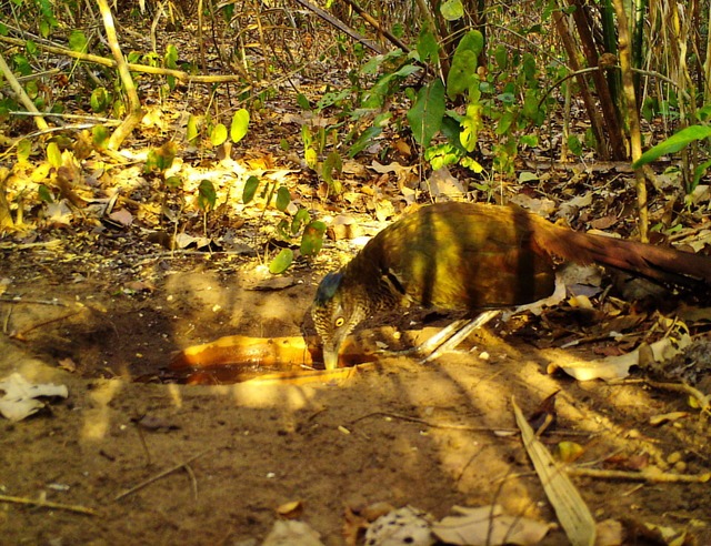 jacu-estalo (Neomorphus geoffroyi) | WikiAves - A Enciclopédia das Aves ...