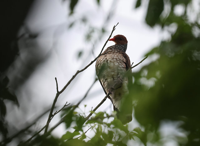 Foto pomba-trocal (Patagioenas speciosa) Por Fernando Moraes Rebouças ...
