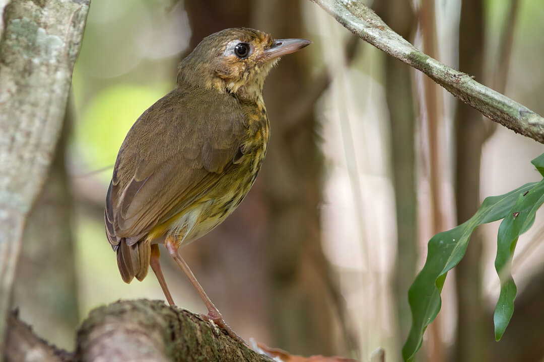 Foto torom-torom (Myrmothera berlepschi) Por Antonino G. Medina (Toni ...