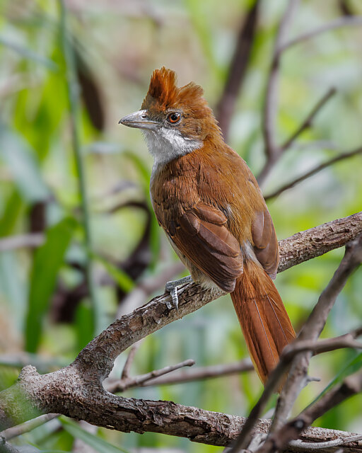 Foto choró-boi (Taraba major) Por Diomar Mühlmann | Wiki Aves - A ...