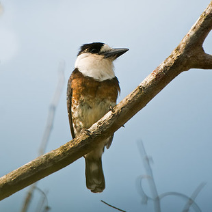 macuru-de-peito-marrom (Notharchus ordii) | WikiAves - A Enciclopédia ...