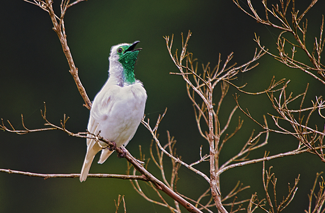Foto araponga (Procnias nudicollis) Por Renerio Almeida | Wiki Aves - A ...