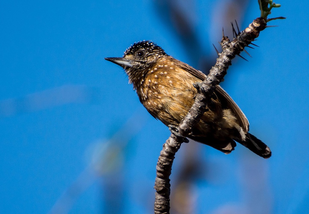 Foto picapauzinho-pintado (Picumnus pygmaeus) Por Jean Jr Barcik | Wiki ...