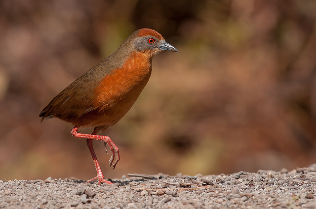 sanã-castanha (Rufirallus viridis) | WikiAves - A Enciclopédia das Aves ...