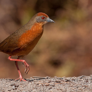 Rallidae | WikiAves - A Enciclopédia das Aves do Brasil
