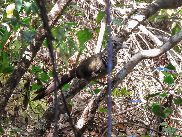 Foto jacu-estalo (Neomorphus geoffroyi) Por Herivelto Oliveira | Wiki ...