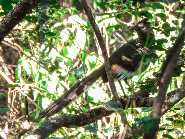 Foto jacu-estalo (Neomorphus geoffroyi) Por Herivelto Oliveira | Wiki ...
