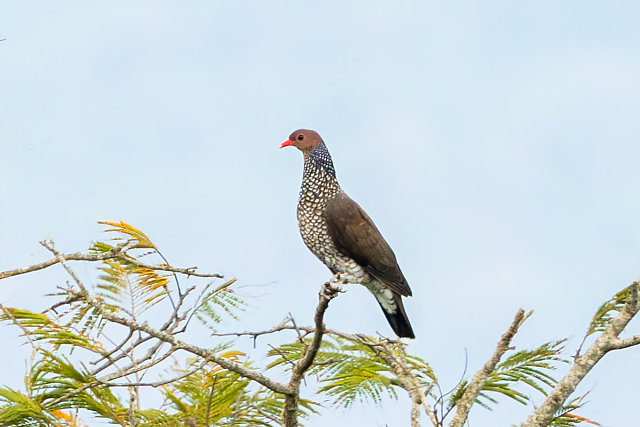 Foto pomba-trocal (Patagioenas speciosa) Por Ademir Costa | Wiki Aves ...