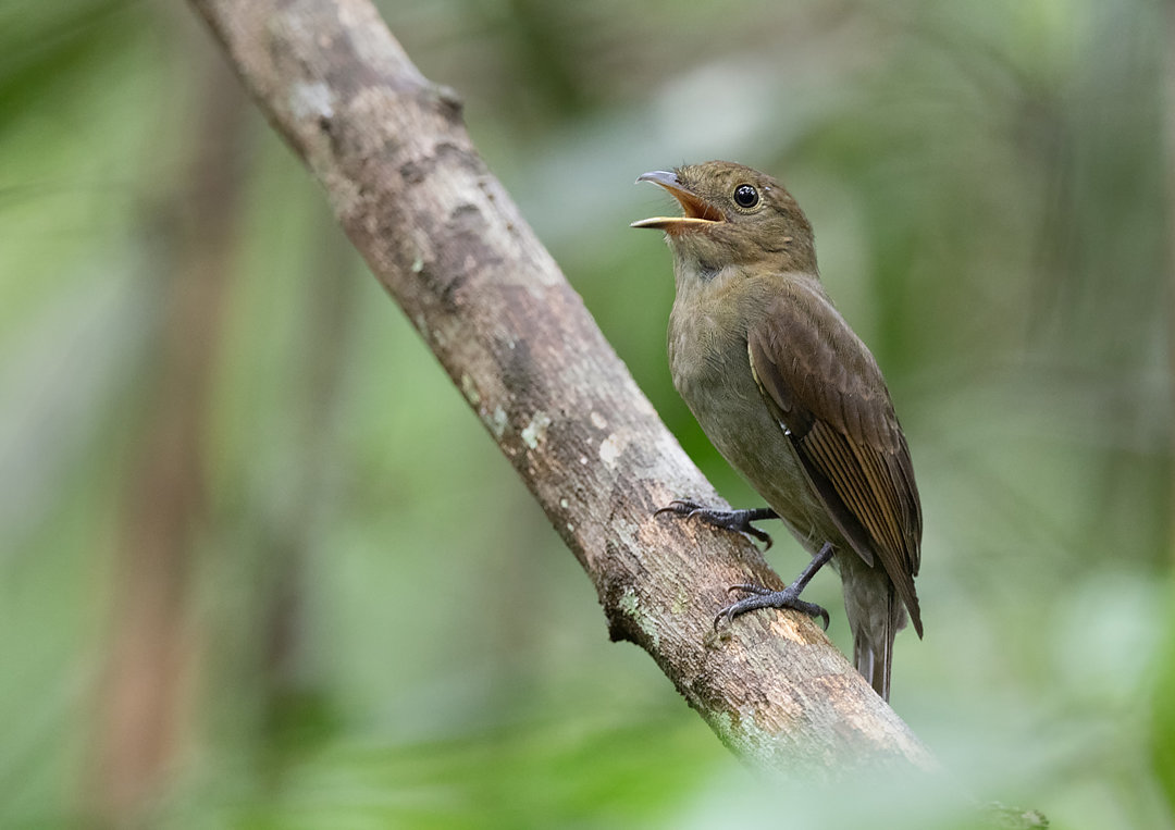 Foto flautim-da-amazônia (Schiffornis amazonum) Por Marco Cruz | Wiki ...