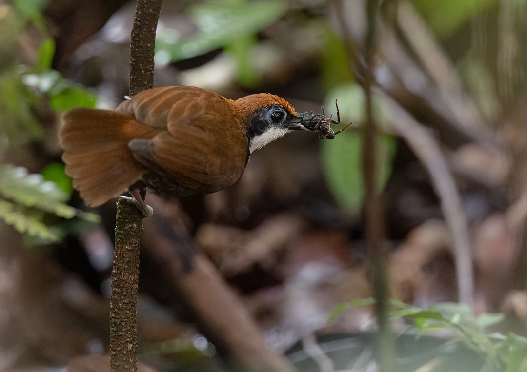 Foto mãe-de-taoca-bochechuda (Gymnopithys leucaspis) Por Marco Cruz ...