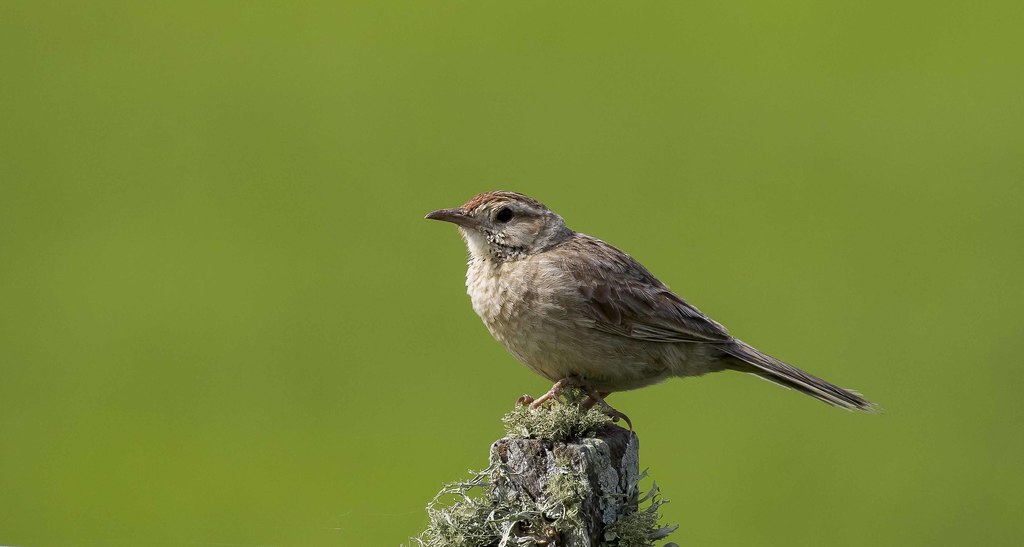 Foto cochicho (Anumbius annumbi) Por Adilson Marques | Wiki Aves - A ...