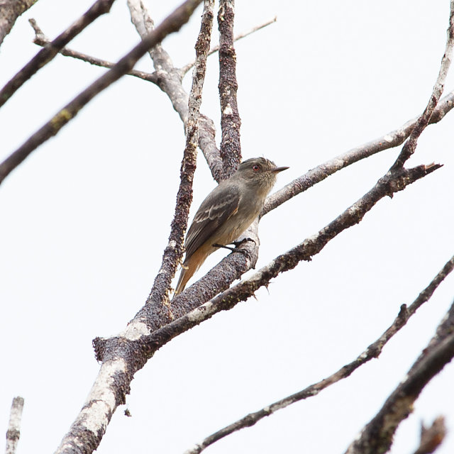 Foto maria-preta-de-cauda-ruiva (Knipolegus poecilurus) Por Daniel ...